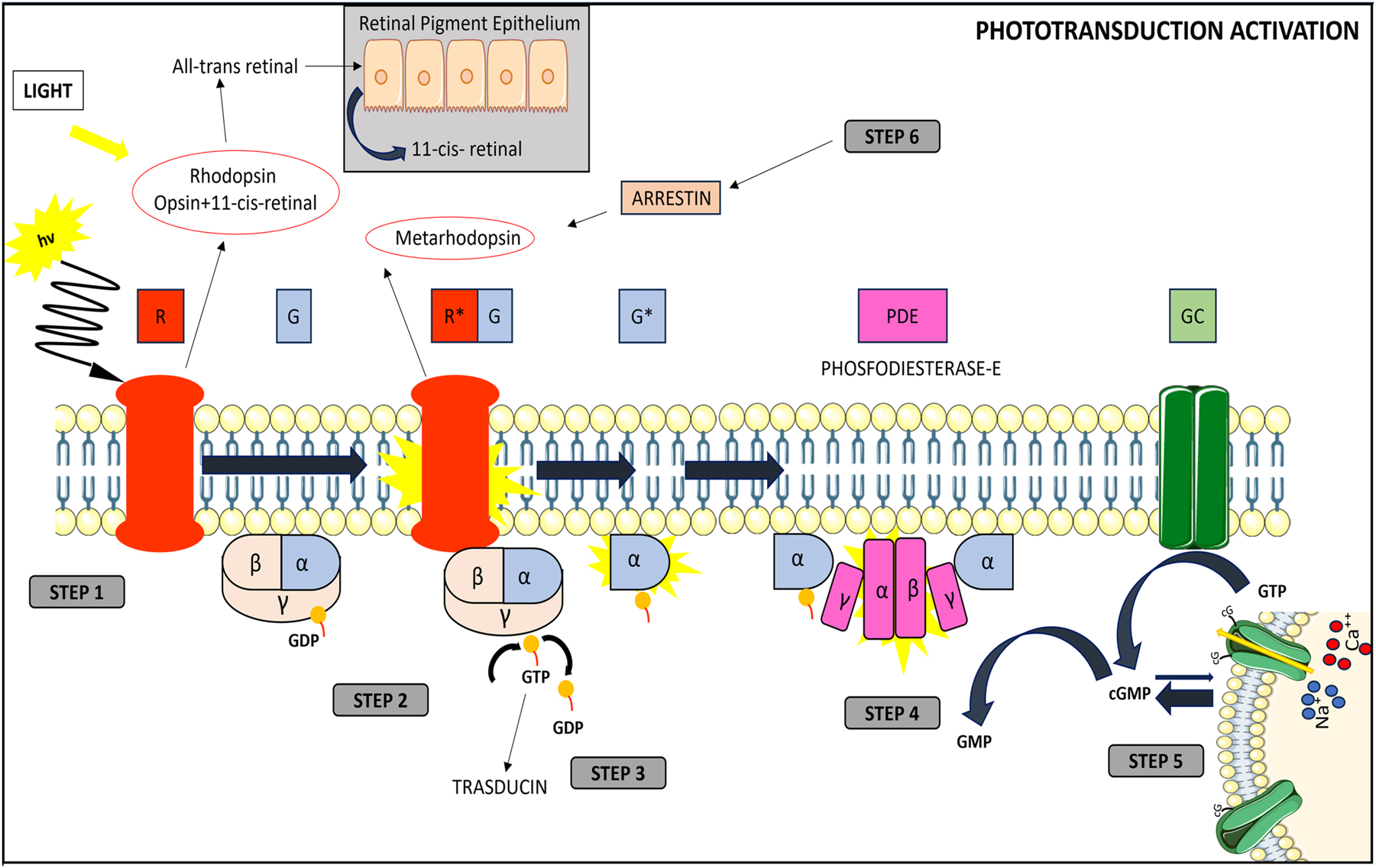 An overview of retinal light damage models for preclinical studies on ...