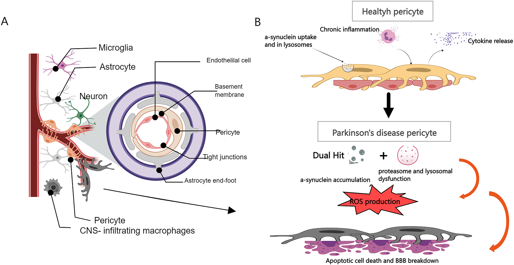 Revealing the mechanisms of blood–brain barrier in chroni...