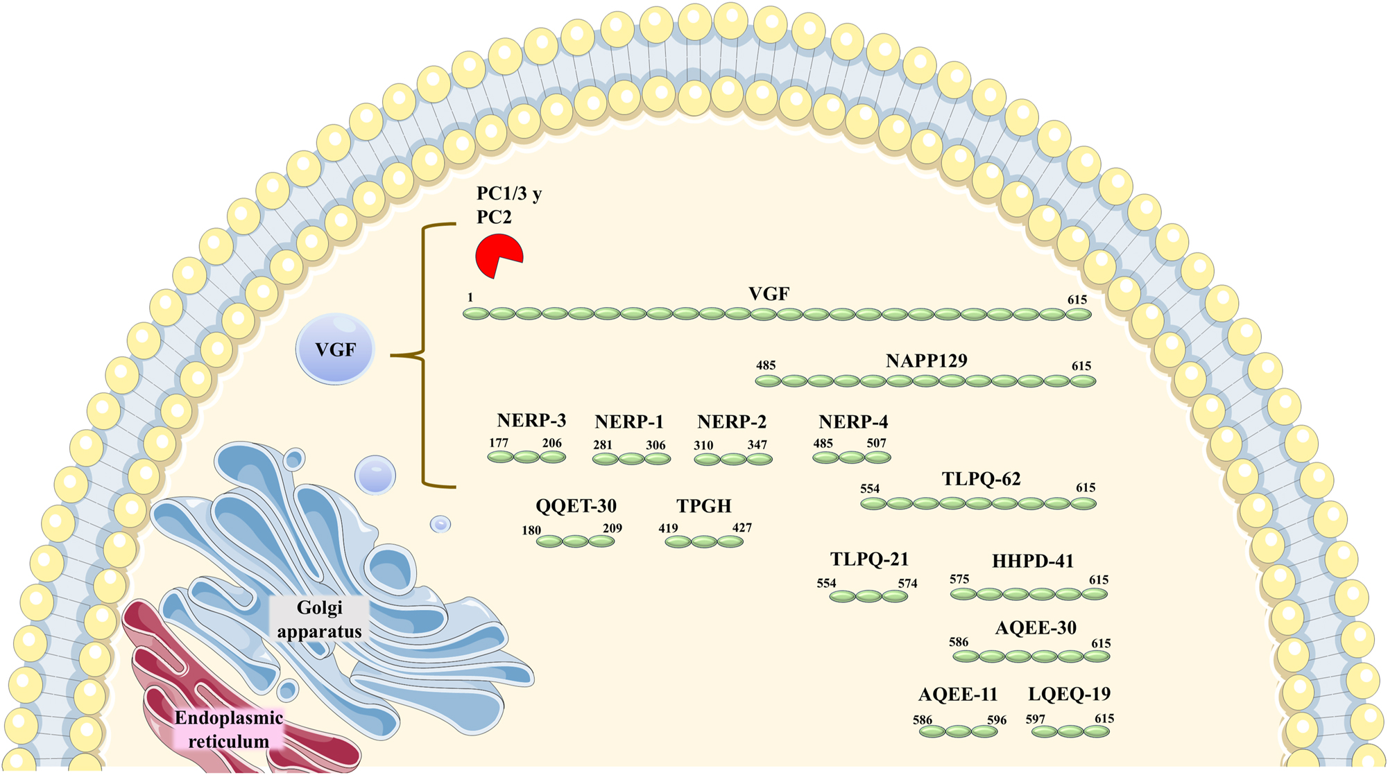 Involvement of the VGF/BDNF axis in the neuropathology of Alzheimer’s ...