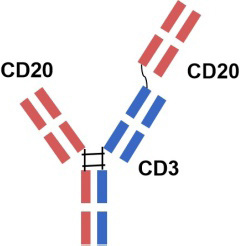 Therapeutic potential of CD20/CD3 bispecific antibodies in the ...