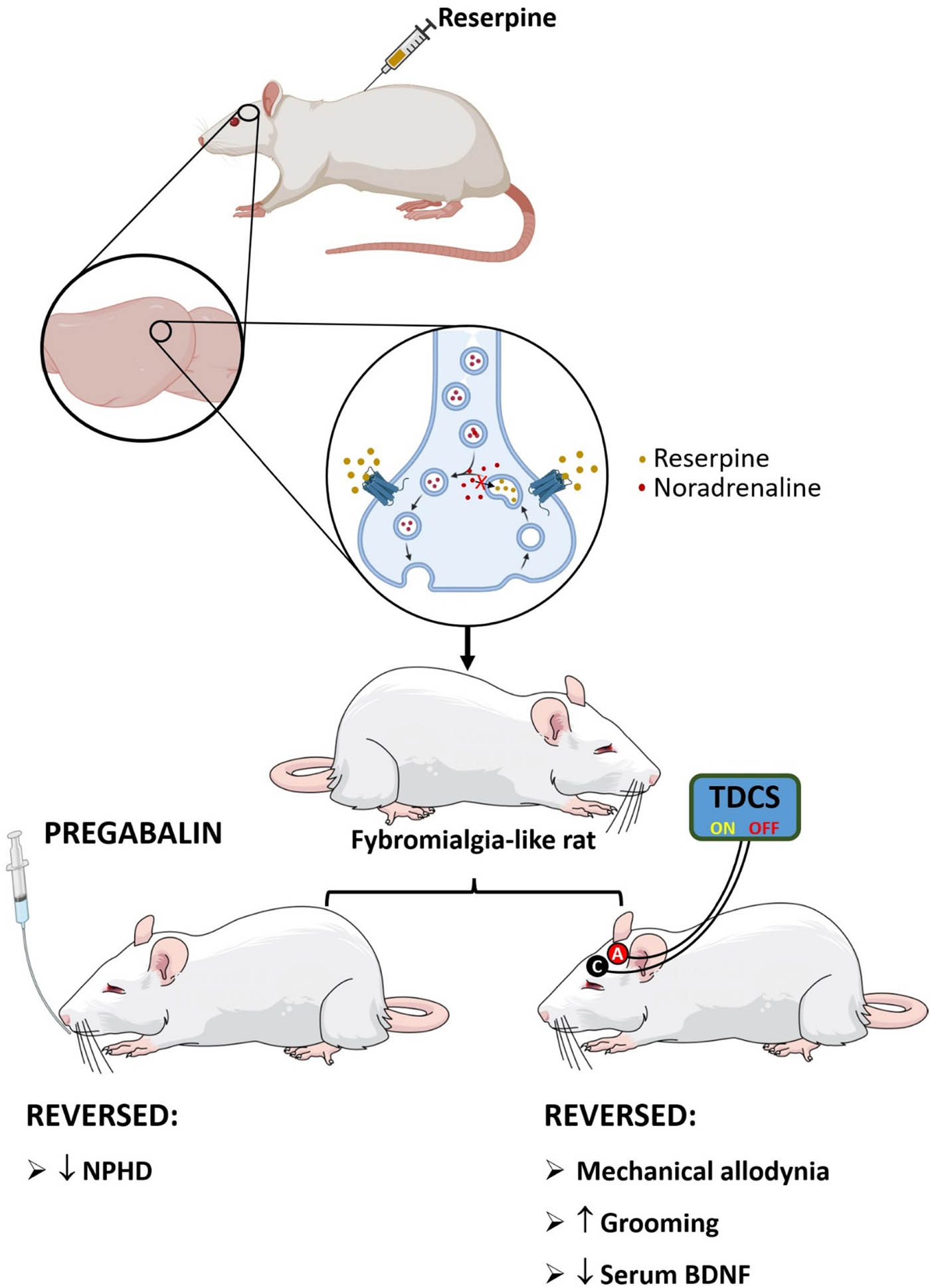 Transcranial direct current stimulation is more effective than ...