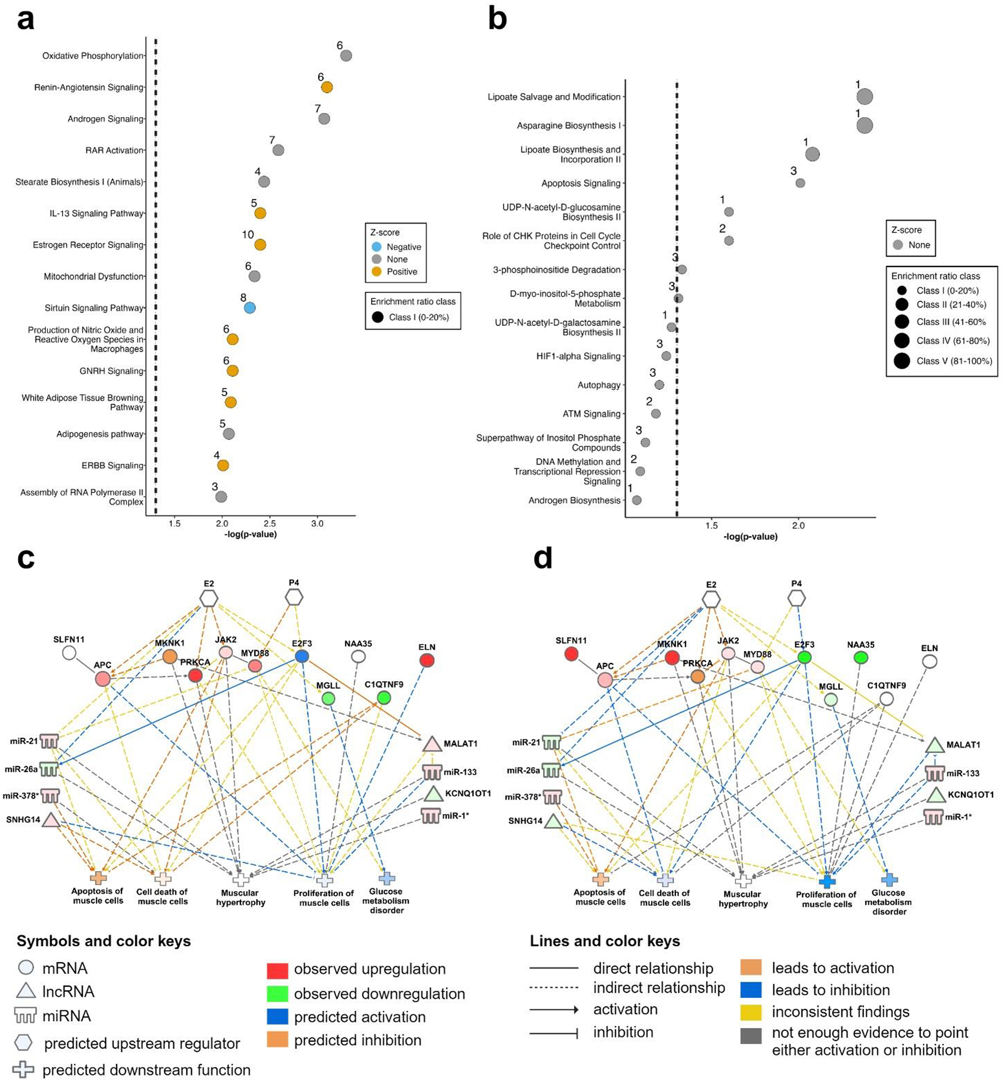Menopausal transition alters female skeletal muscle transcriptome