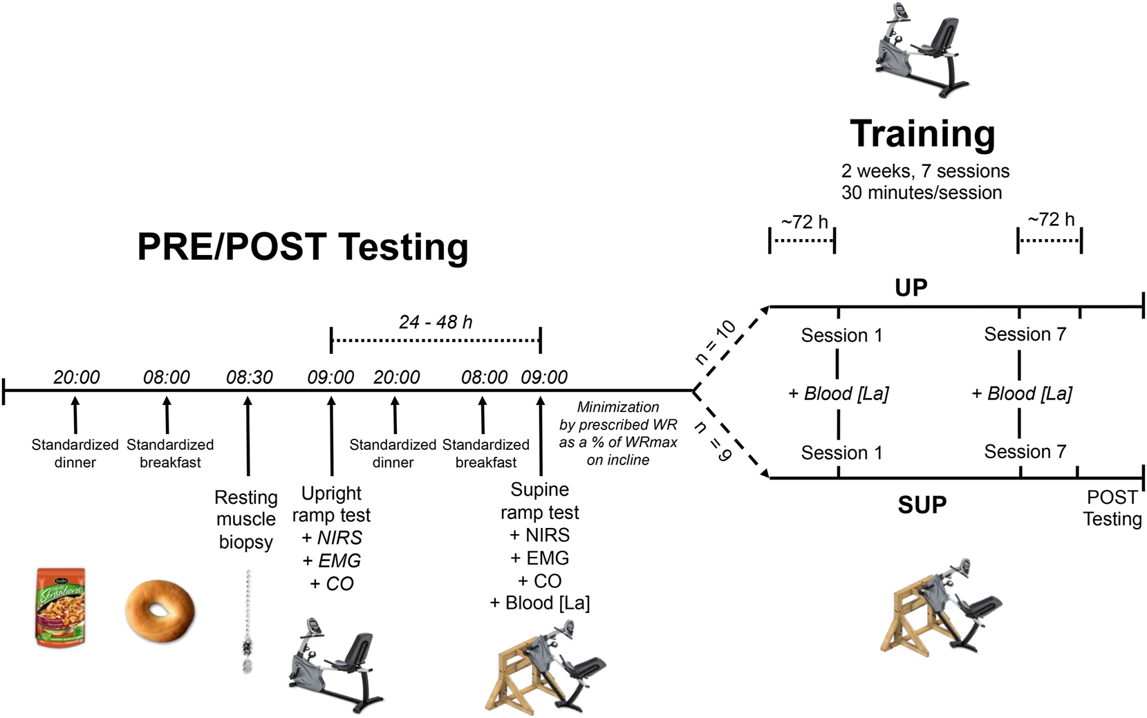 Mitochondrial and cardiovascular responses to aerobic exercise training ...