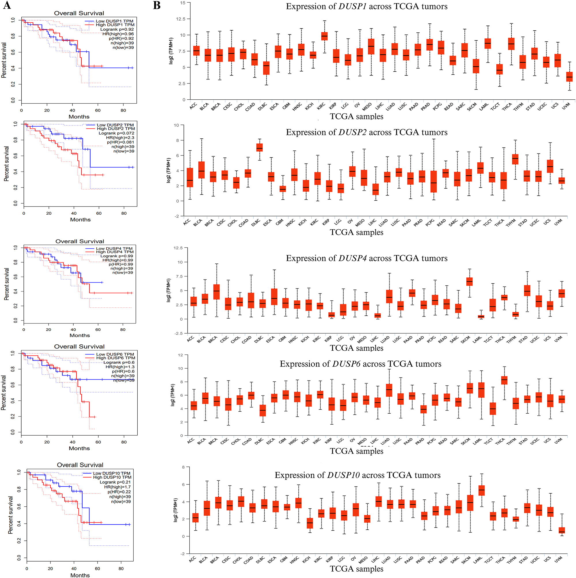 Expression levels of some genes in the MAPK pathway (DUSP1, DUSP2, DUSP4, DUSP6 and DUSP10) in ...