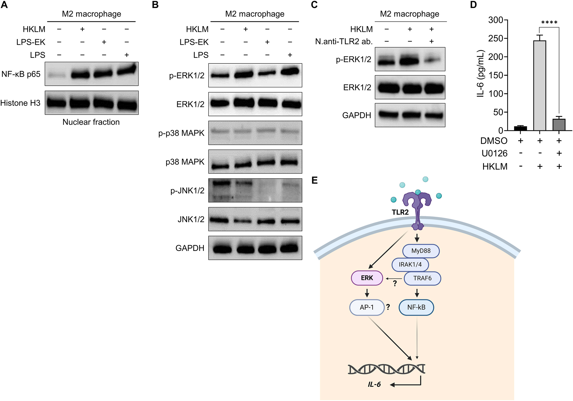 Toll-like receptor 2-mediated ERK activation significantly upregulates ...
