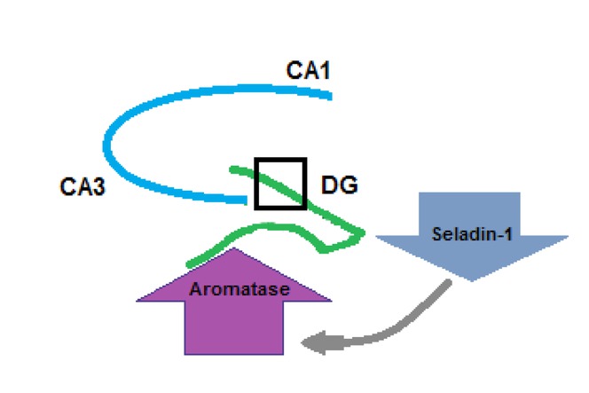 Interactions of aromatase and seladin-1: A neurosteroidogenic and ...