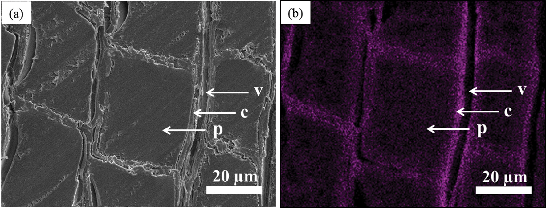 Preparation of magnesium oxide and magnesium silicate replicas ...