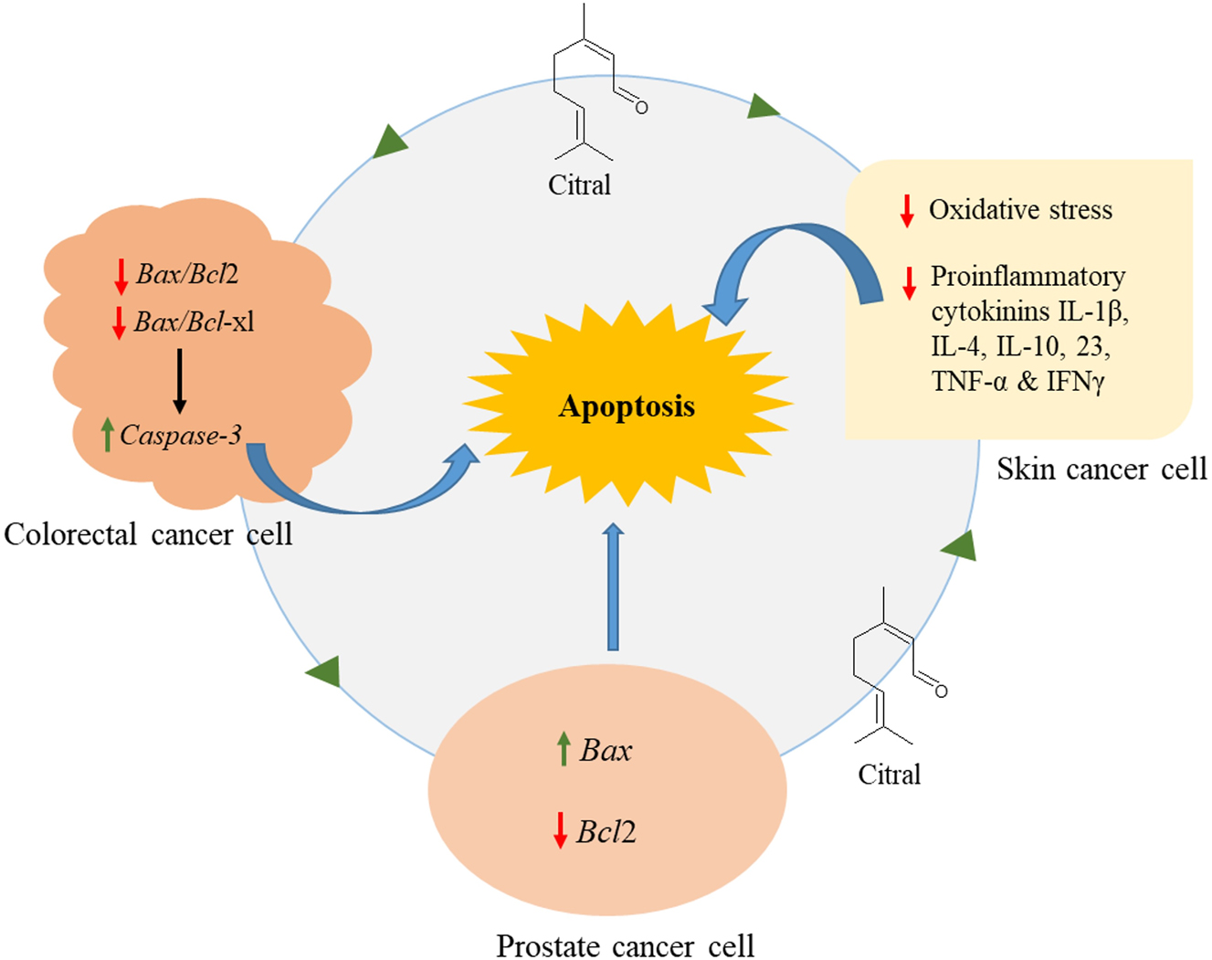 Geraniol and citral: recent developments in their anticancer ...