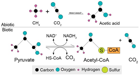 Abiotic and biotic processes that drive carboxylation and ...