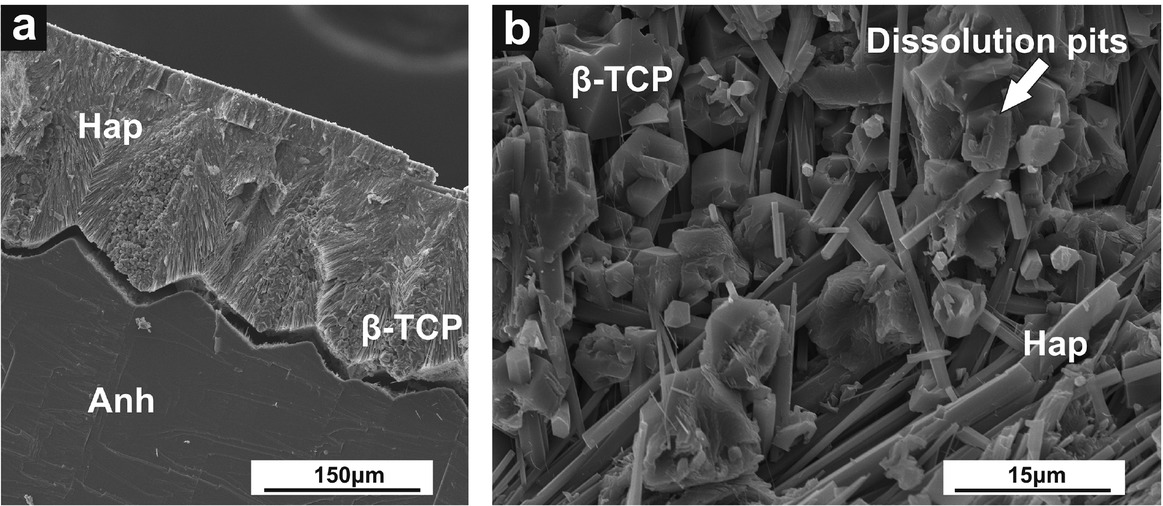 Mechanism and kinetics of the pseudomorphic replacement of anhydrite by ...