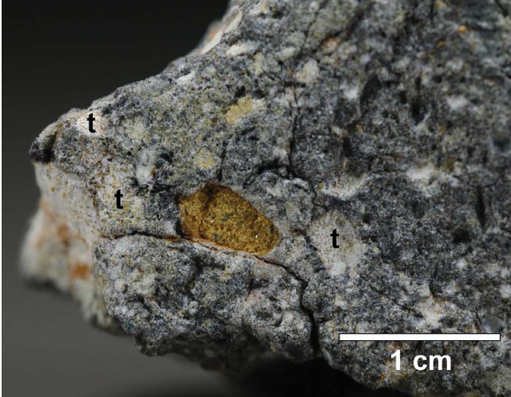 A dunite fragment in meteorite Northwest Africa (NWA) 11421: A piece of ...