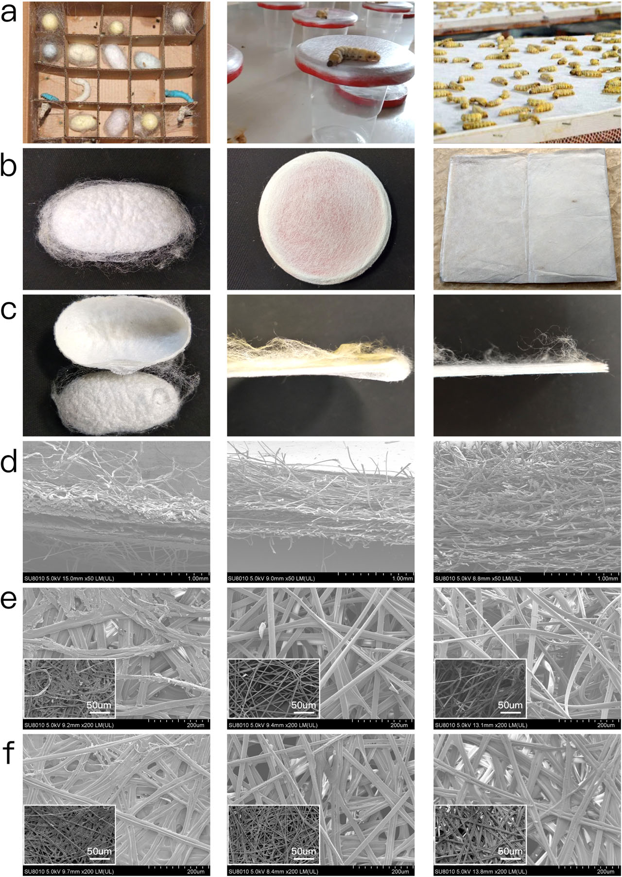 Comparative Analysis of Structure and Properties of Stereoscopic Cocoon ...