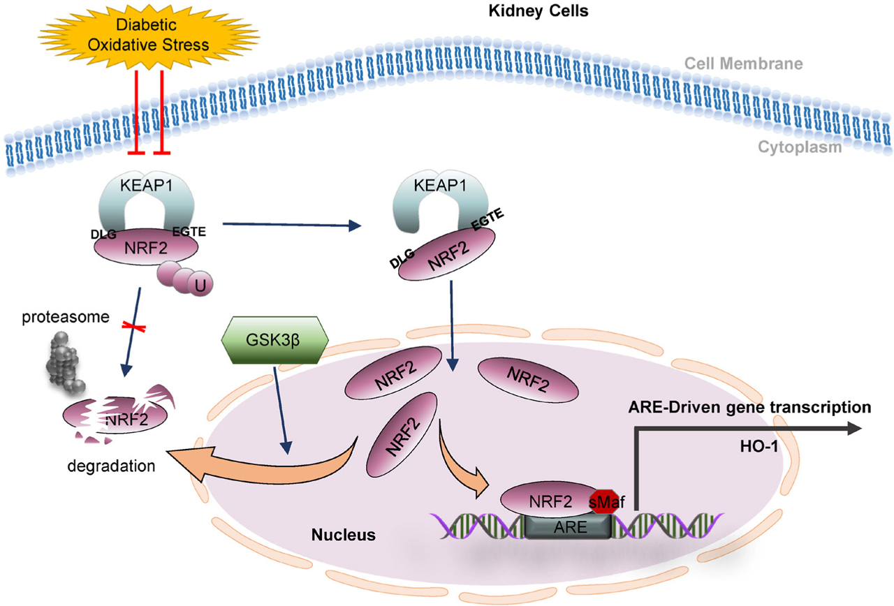 NRF2: A potential target for the treatment of diabetic nephropathy