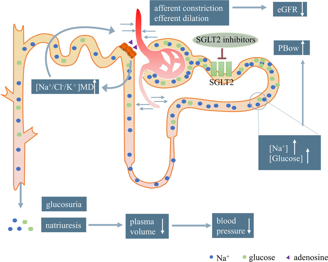 Renoprotective mechanisms of SGLT2 inhibitor in diabetic ...