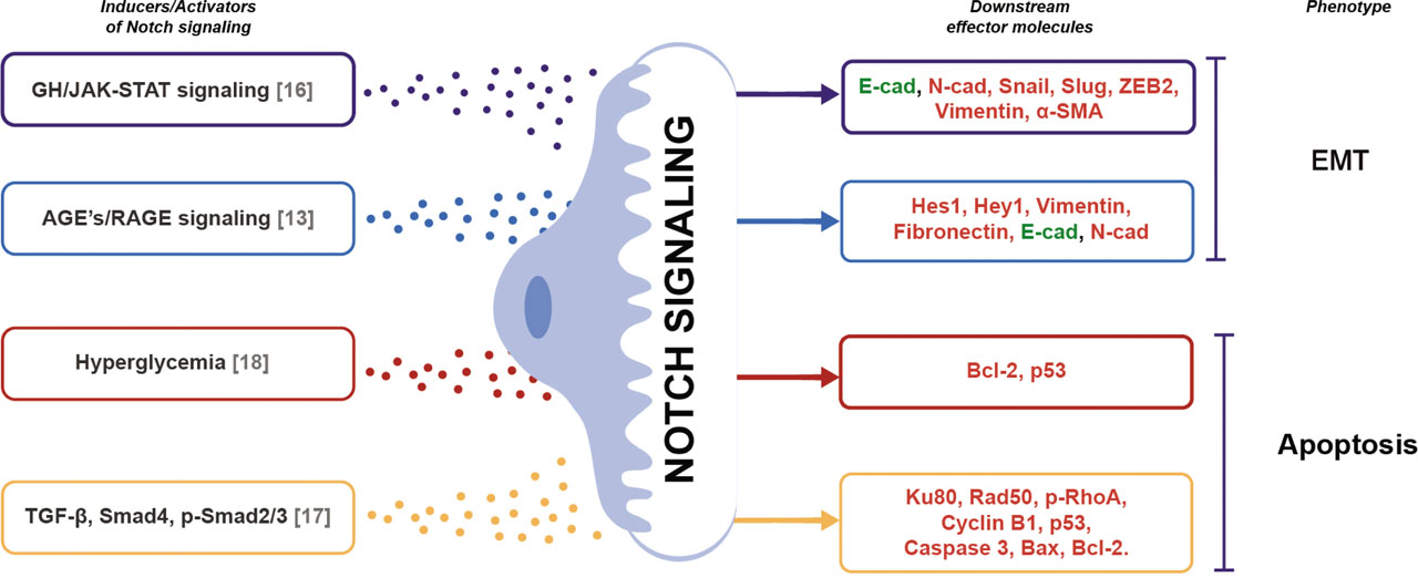 Podocyte developmental pathways in diabetic nephropathy: A spotlight on ...