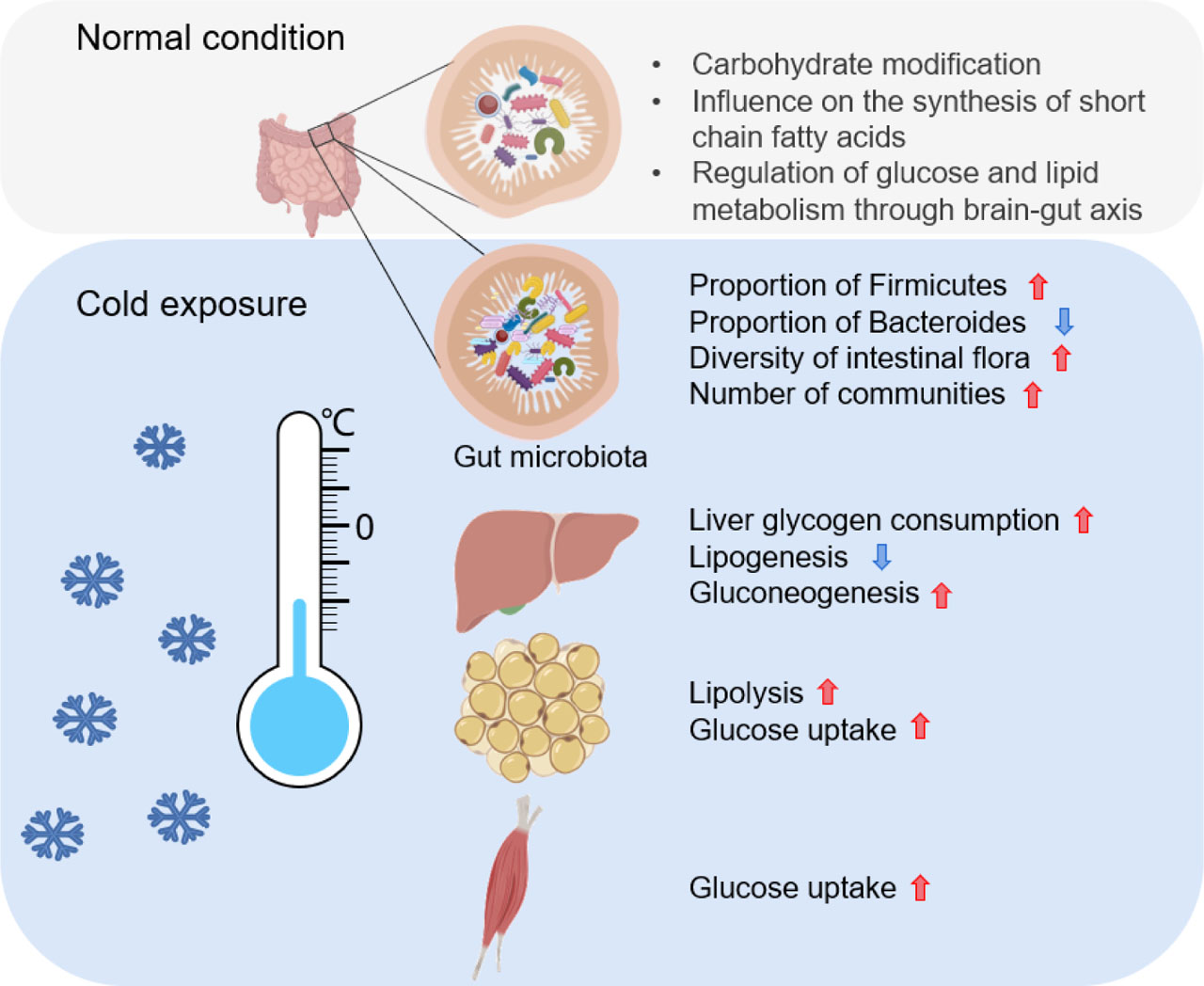 Research progress on adaptive modifications of the gut microflora and ...