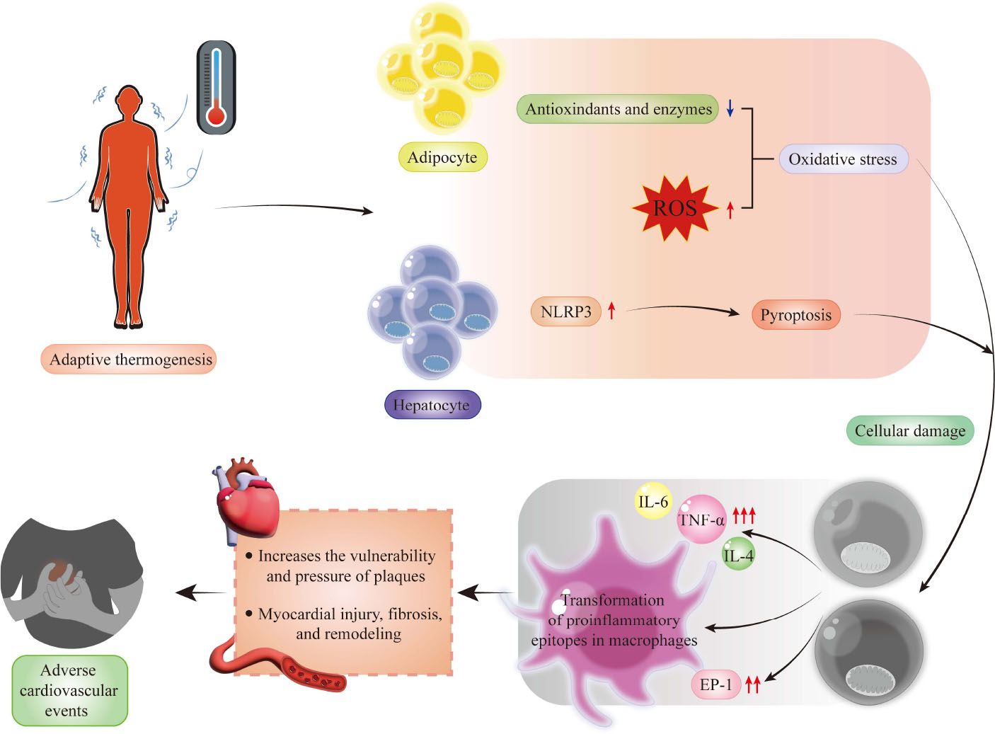 Advancements in understanding inflammatory responses and the ...