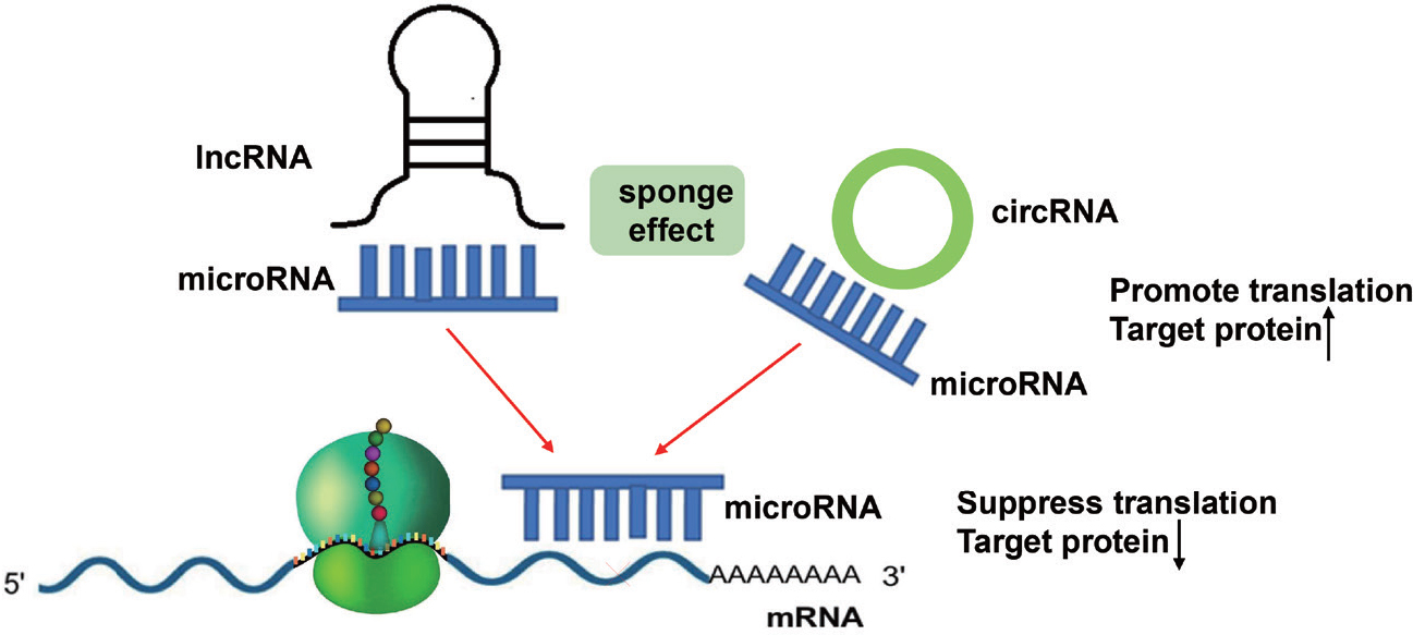 Roles of noncoding RNAs in chronic obstructive pulmonary disease