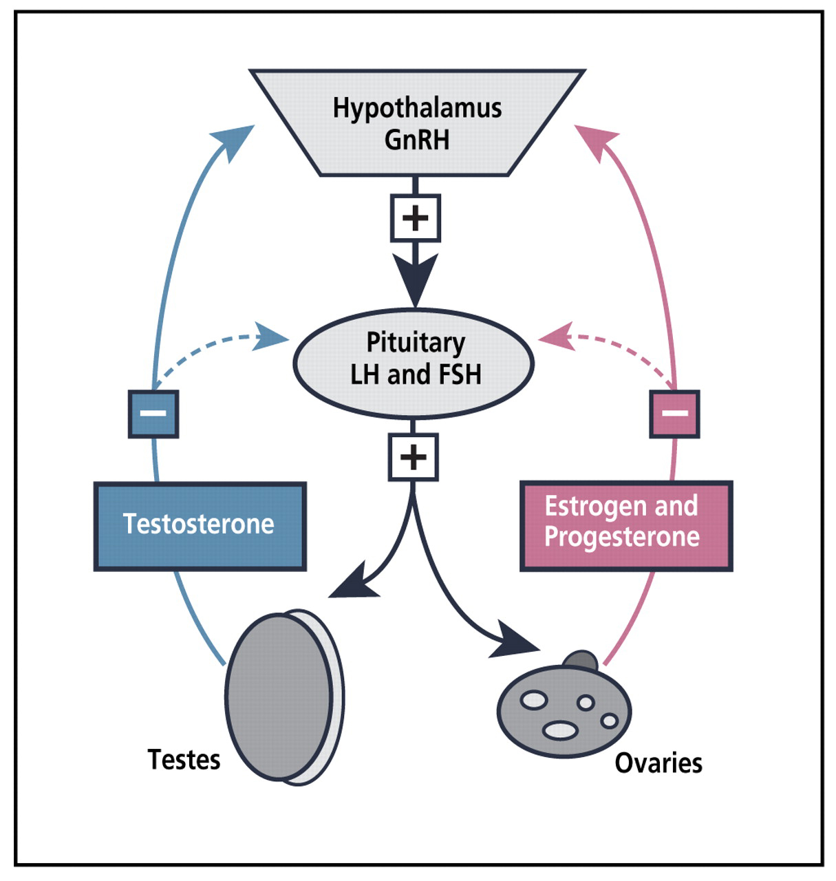 Opioid-Induced Endocrinopathy
